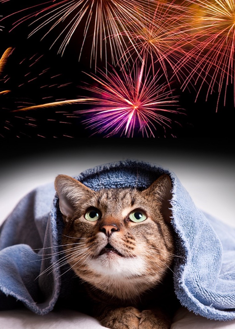 fireworks and pets – Friends of the Animal Shelter | Aiken, SC
