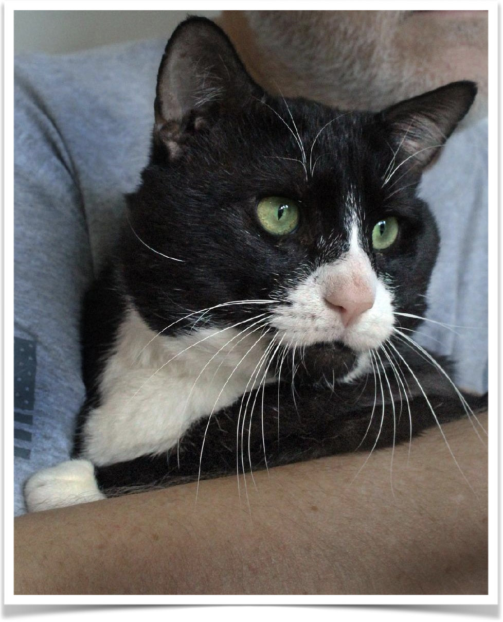 Cats – Friends of the Animal Shelter | Aiken, SC