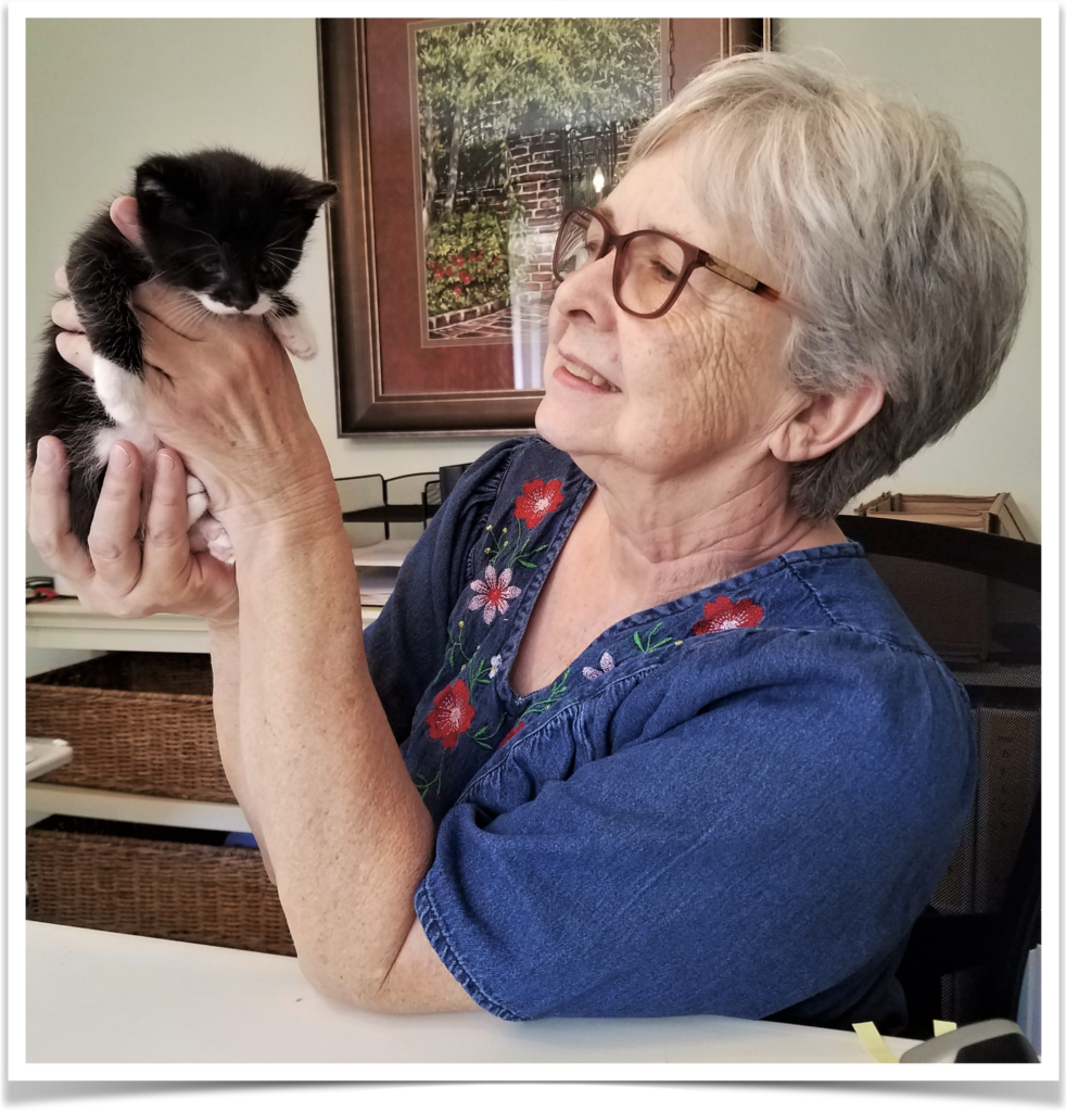 Kitten fostering: You don’t need lots of space or time to save lives ...